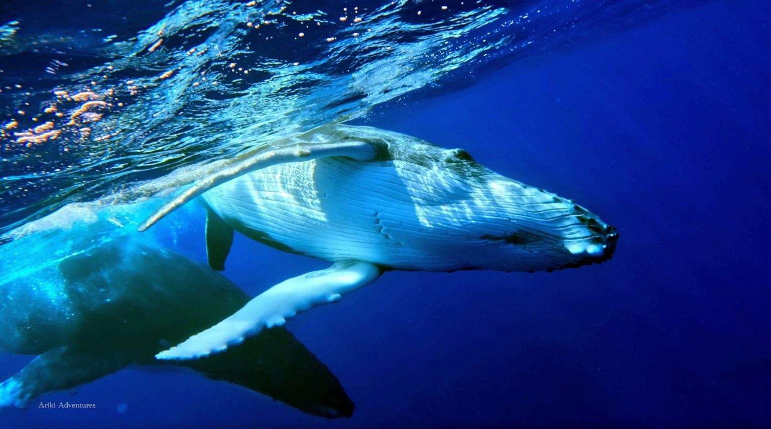 Rarotonga Whale Watching - Whale Watching Guide Rarotonga Whale Watching - Whale Watching Guide